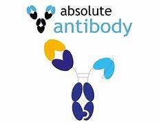 Absolute Antibody-动脉网